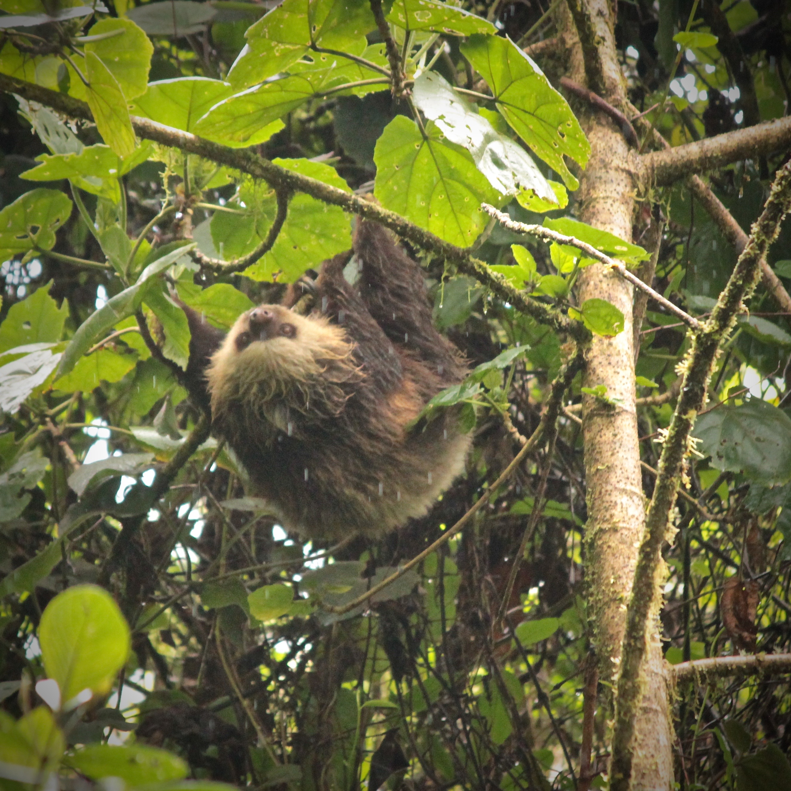 Sloth-In-The-Rain-La-Amistad-Panama – Travel Wiser