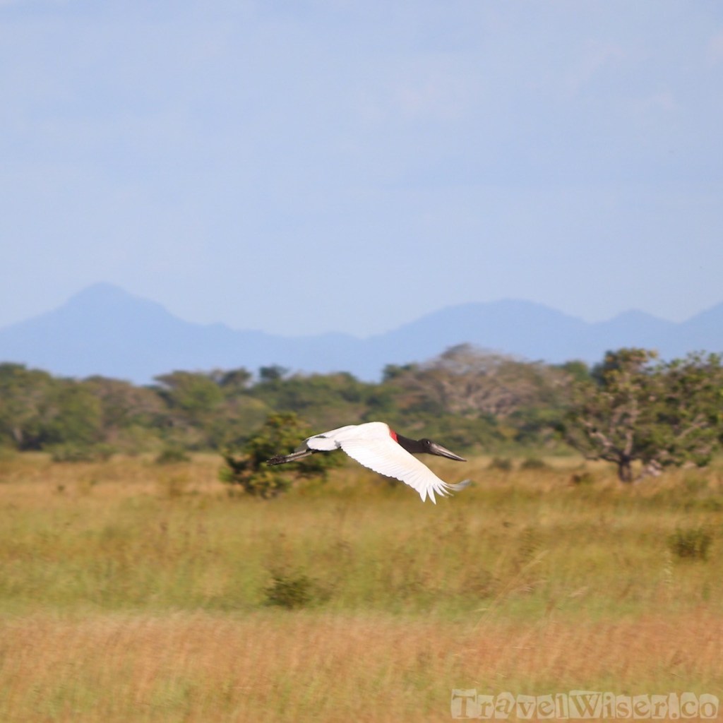 Guyana jungle and savannah – 10 day itinerary – Travel Wiser