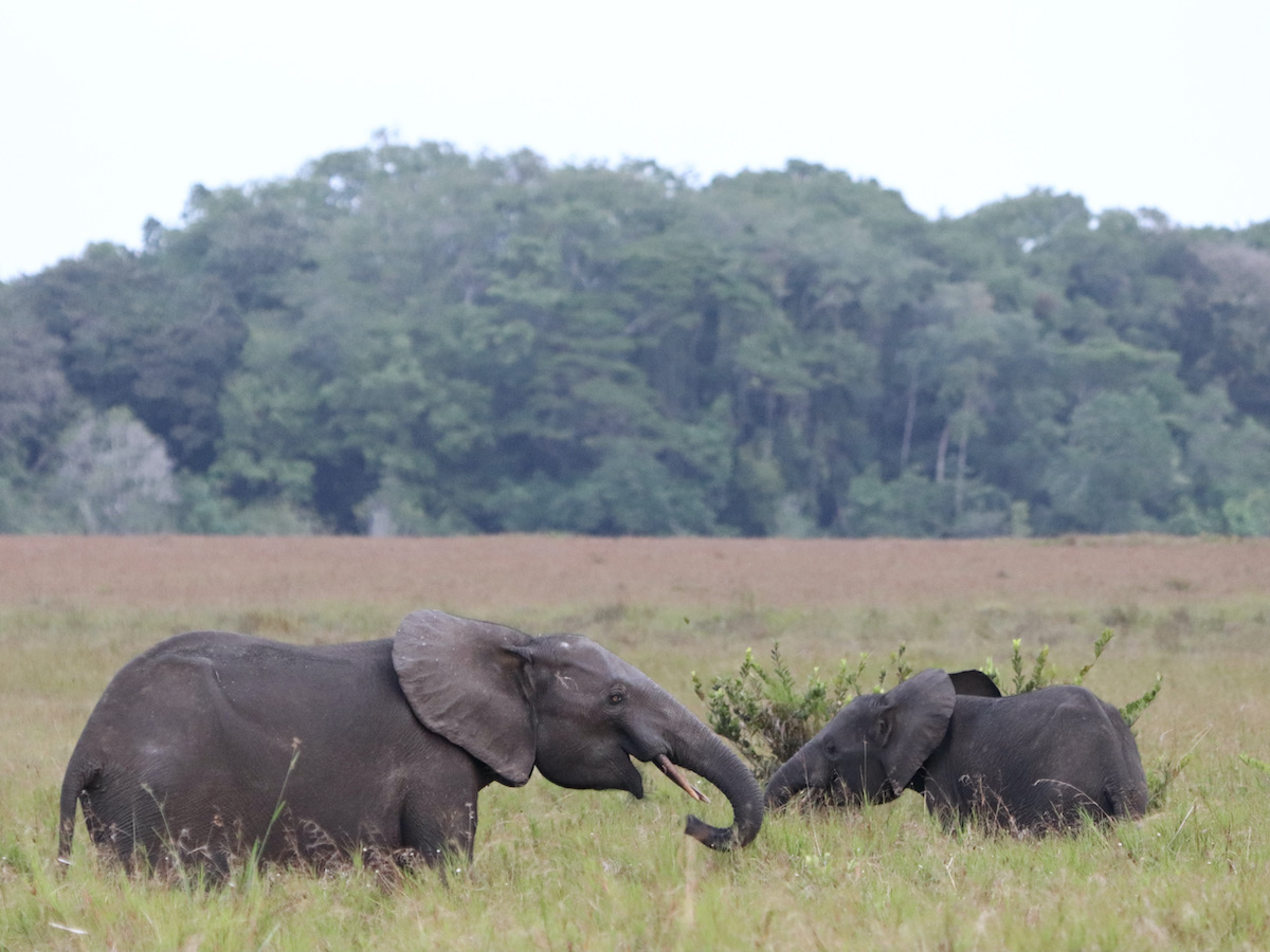 Gabon safari – 10 days Lopé and Loango – Travel Wiser